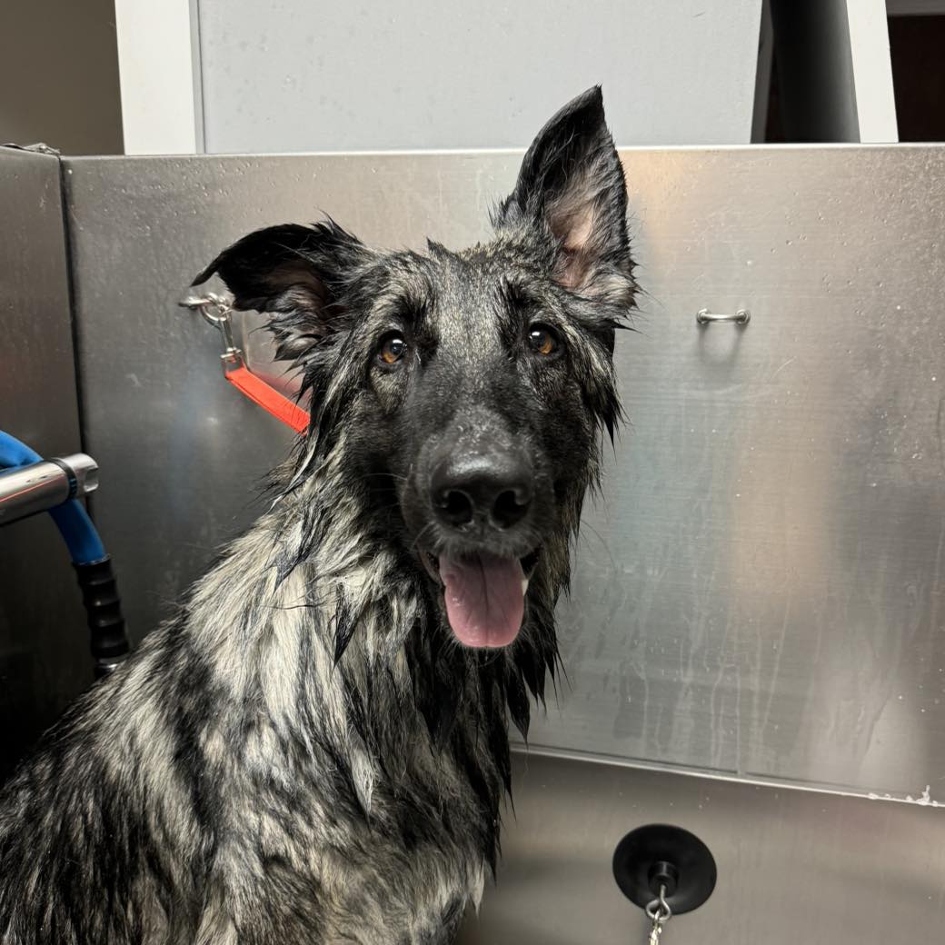 Grooming - Woofs N Wags